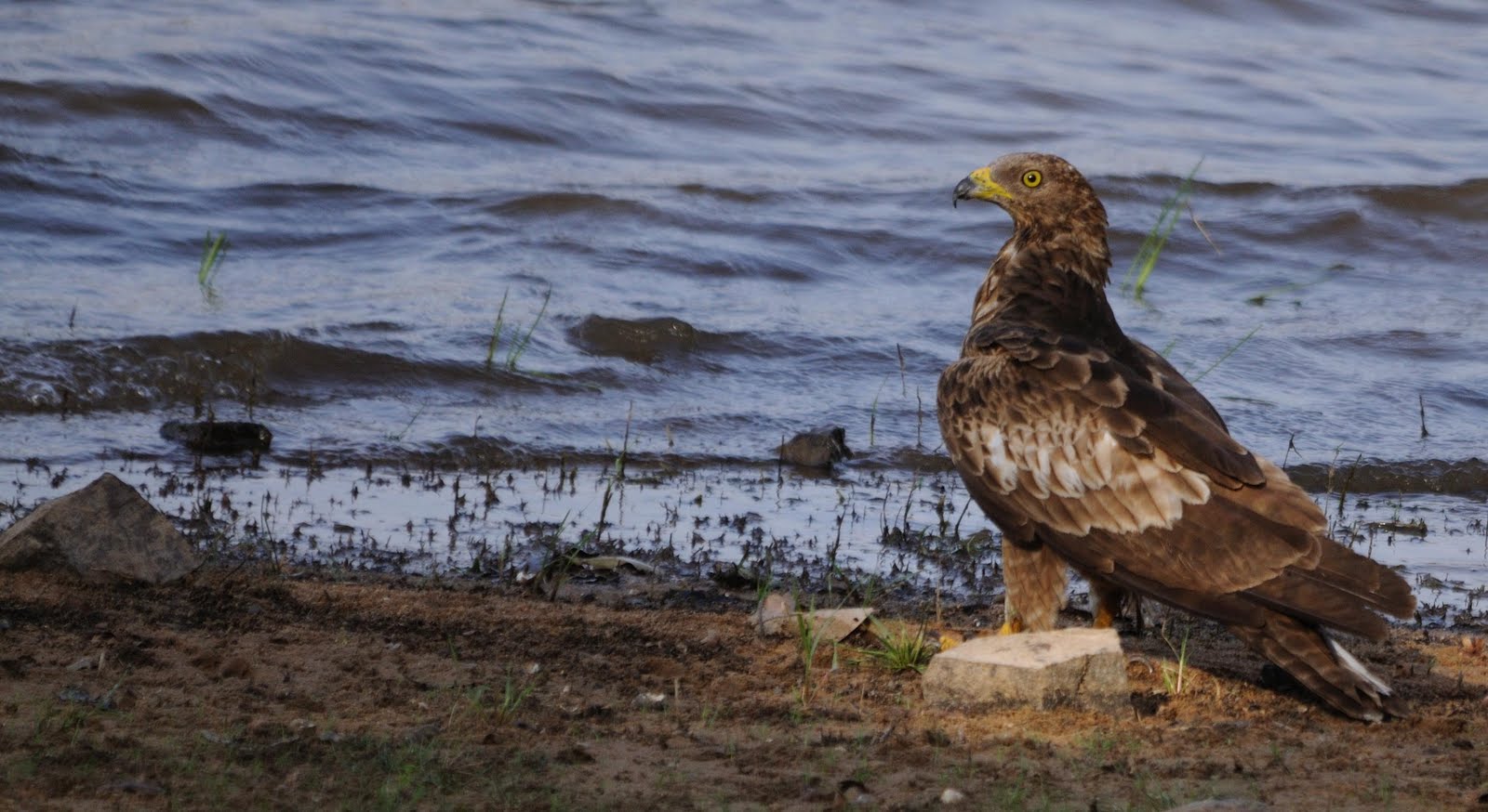 Zunka Bhakri......: On trail of Tiger @ Tadoba-Kolsa