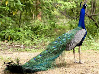 Scientific Name of Peacock | Mor ka vaigyanik name | मोर - GK JANKARI ...