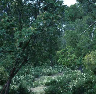 Espaço ELOHIM: BÁLSAMO DE GILEADE