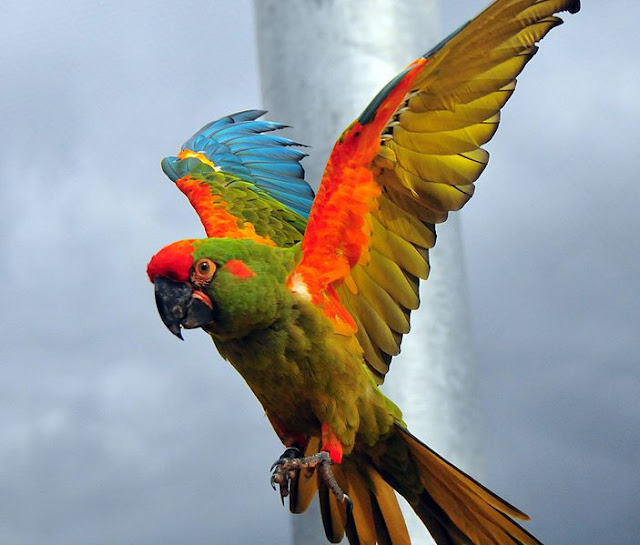 Macaw Colorful Of Parrot | Picture Record