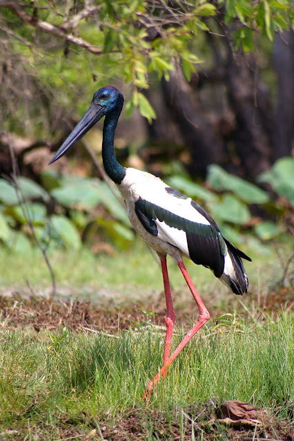 A Box of Chocolates: Never Smile at a Crocodile