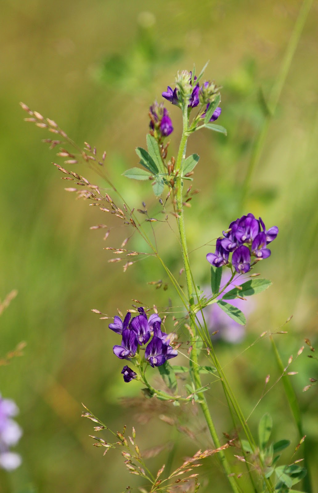 that's just the wild wood