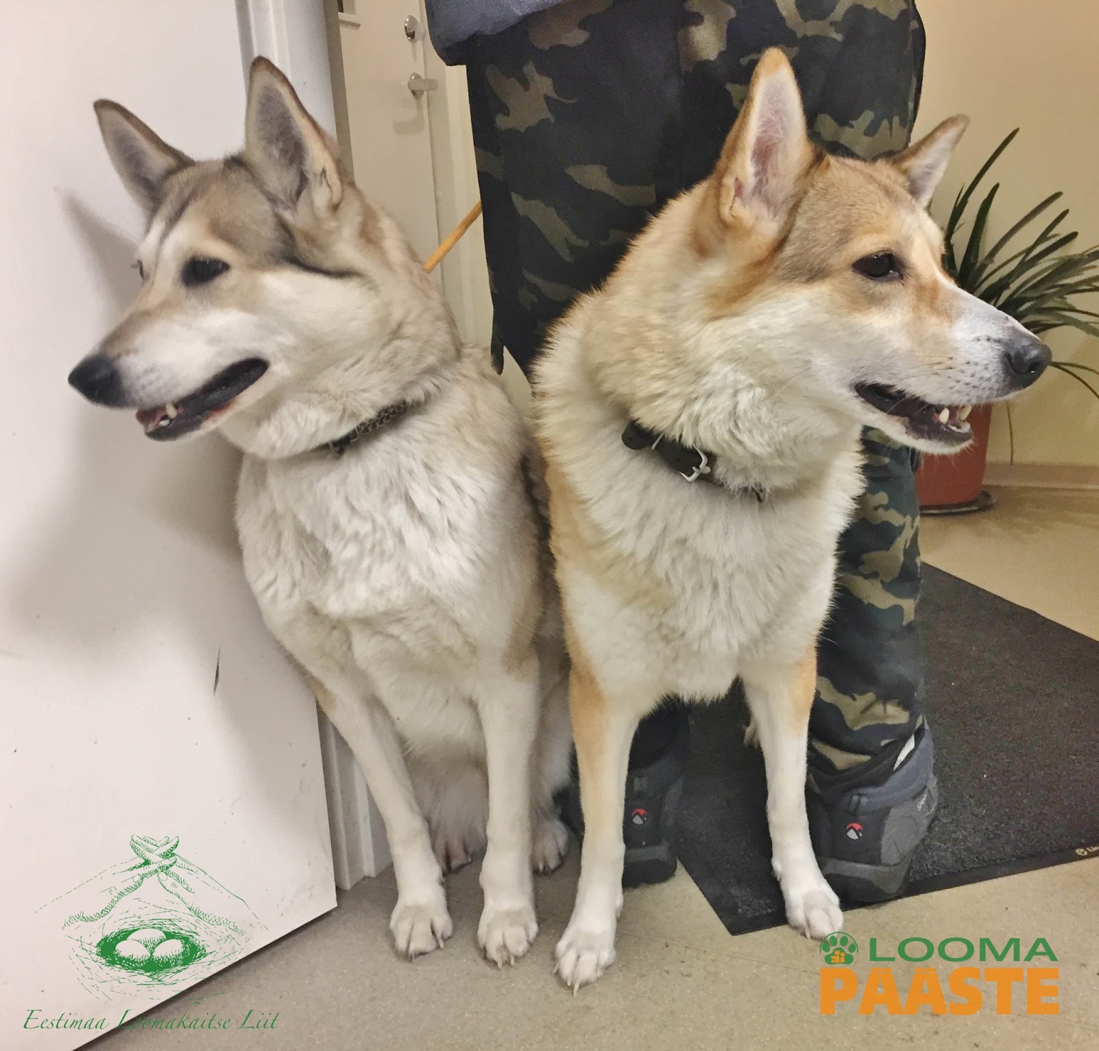 Heiksi blogi: "Bella ja Sally karm saatus - peremehed lahkusid teise ...