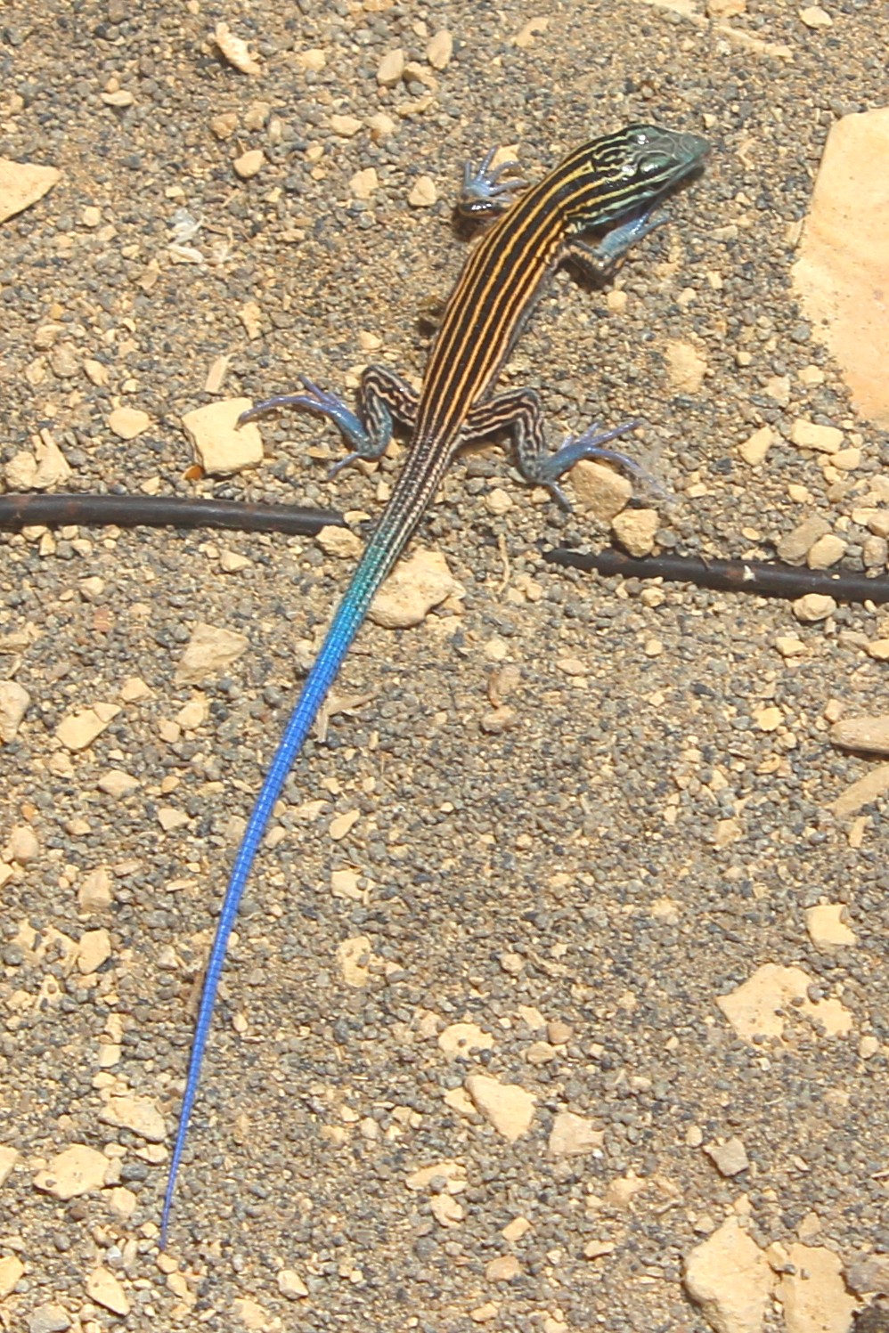 The Field Lab: Name that critter.