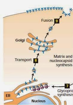Sala BioQuímica: Procariotos e Eucariotos. Organelas e diferenciação ...