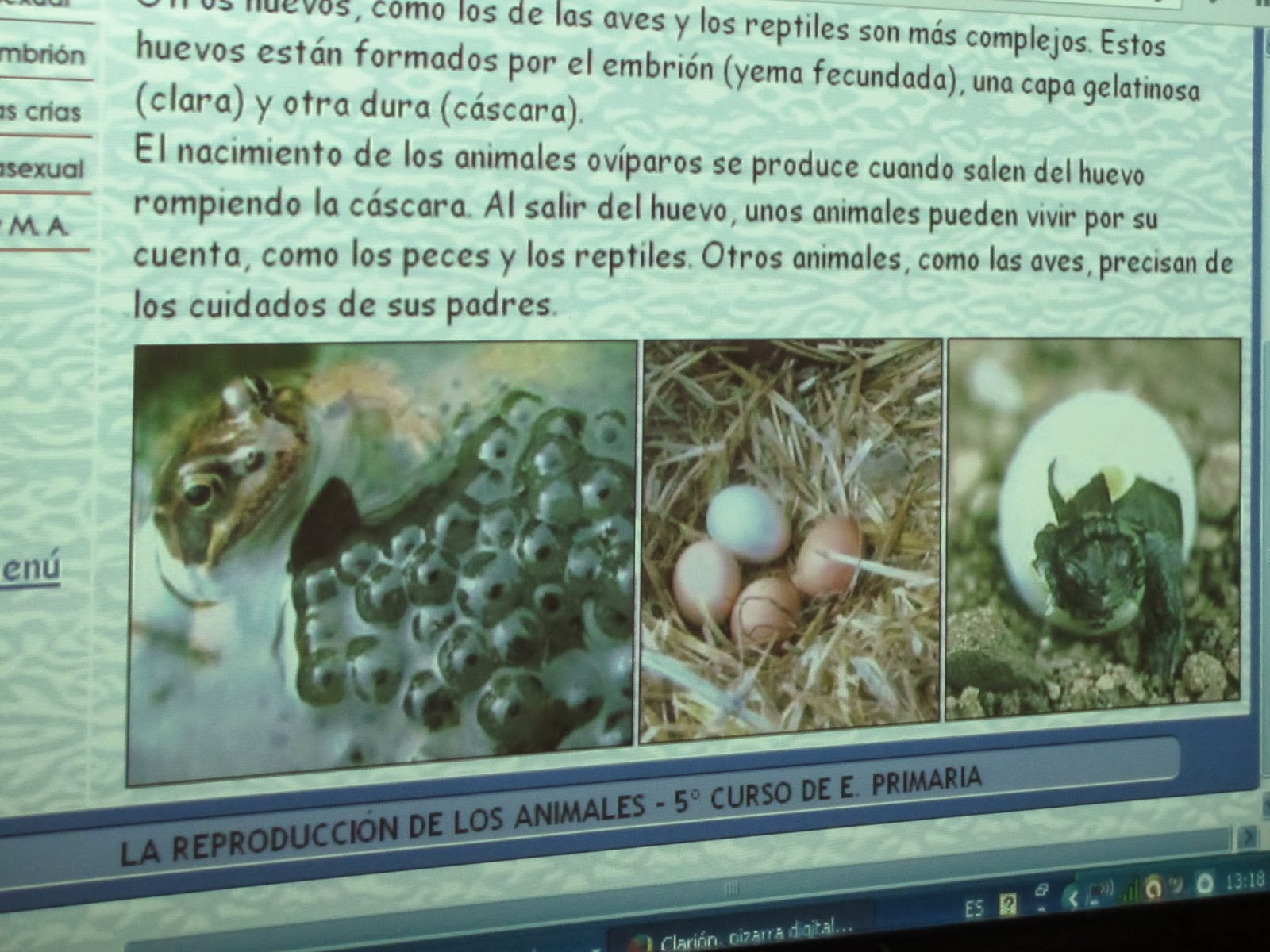 BLOG DE PATRI, educación infantil: ¿CÓMO NACEN LOS ANIMALES?