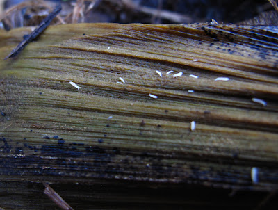 BugBlog: A little collection of litter springtails