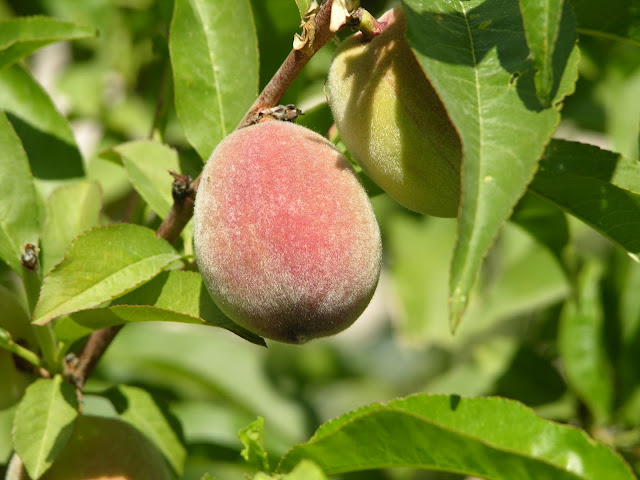 Xtremehorticulture of the Desert: My Peach is Not Sweet But I Got Lots ...