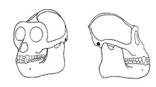 NEW PAPYRUS: Was the Swamp Ape Bipedal?