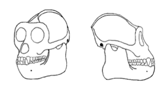 NEW PAPYRUS: Was the Swamp Ape Bipedal?