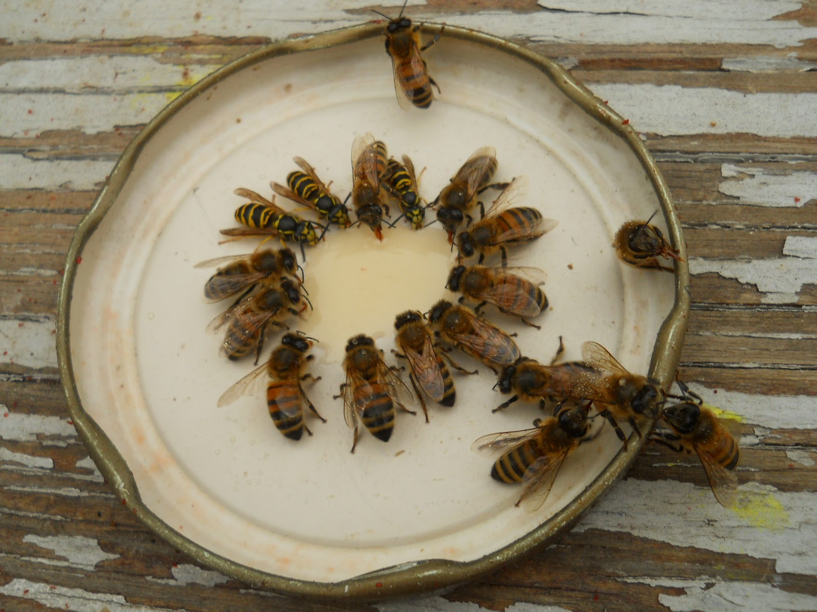 Sweete Felicity: ~Welcome November~