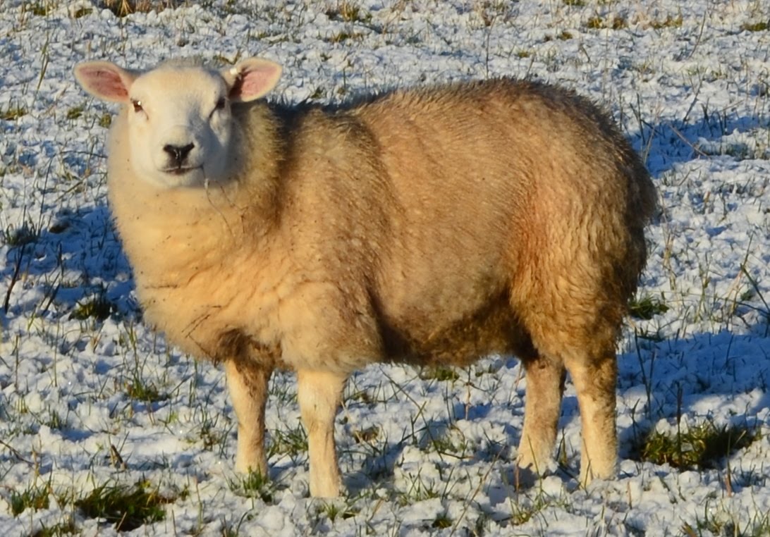 Tour Scotland: Tour Scotland Winter Photograph Scottish Sheep Field ...