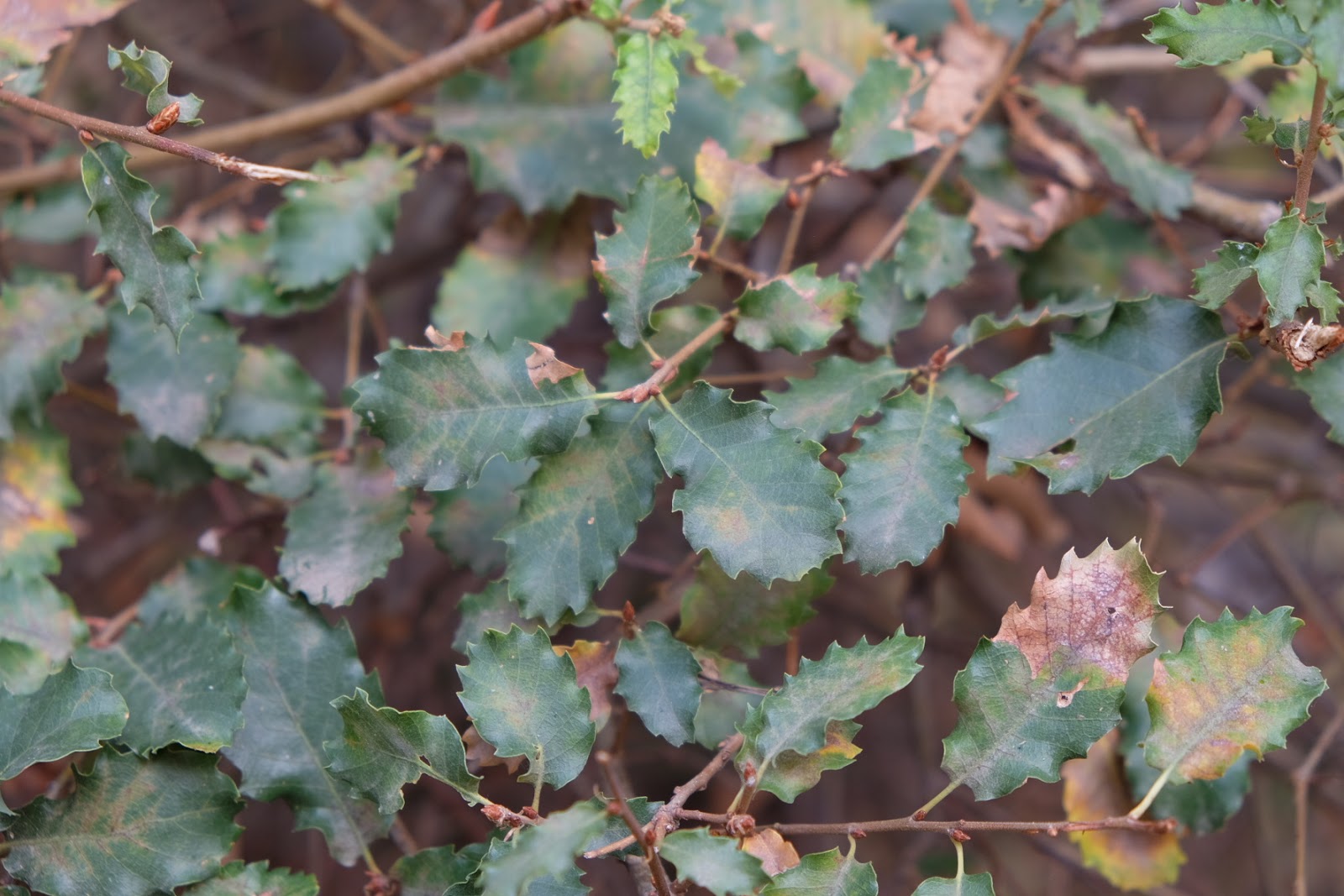 EL JARDÍN LITORAL: Quejigo (Quercus faginea)