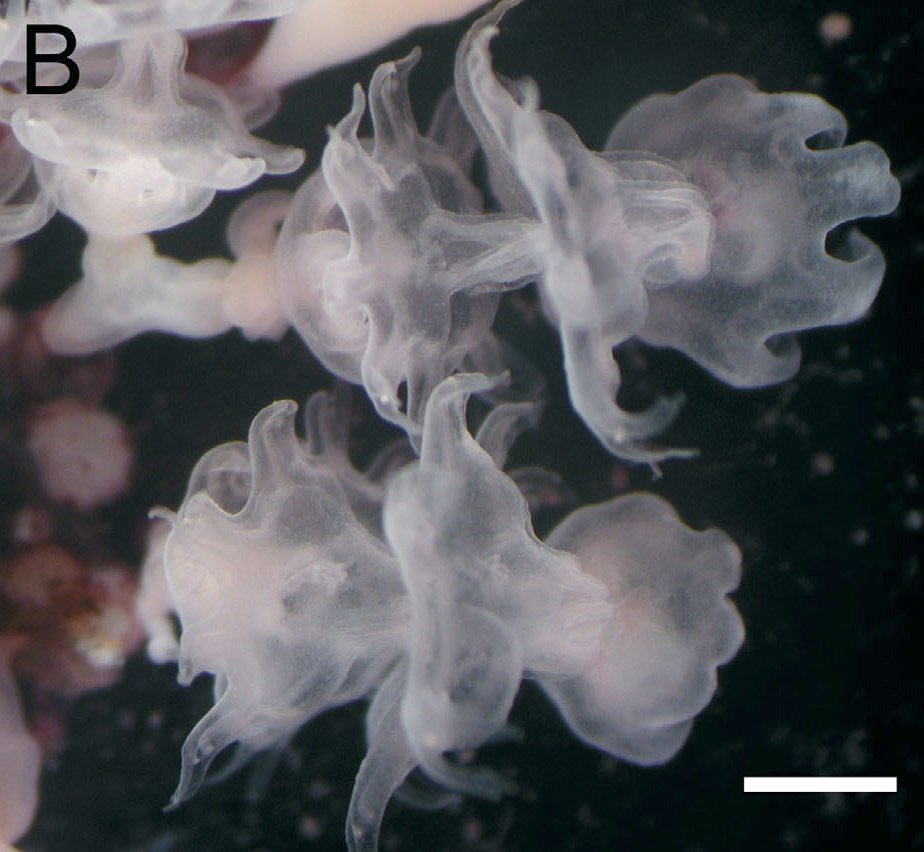 Le Blog de M.Colin: Pullulation de méduses, l'exemple de la méduse d ...
