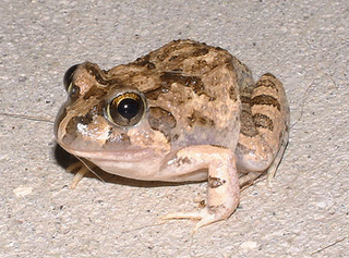 Burrowing Frog | The Wildlife