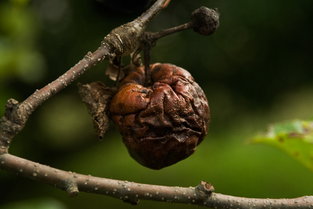 At the Crossroads: Don't waste your Christian life with Withered Fruit