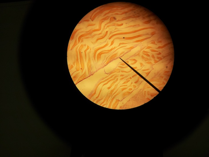 Histología en Fisioterapia: julio 2013