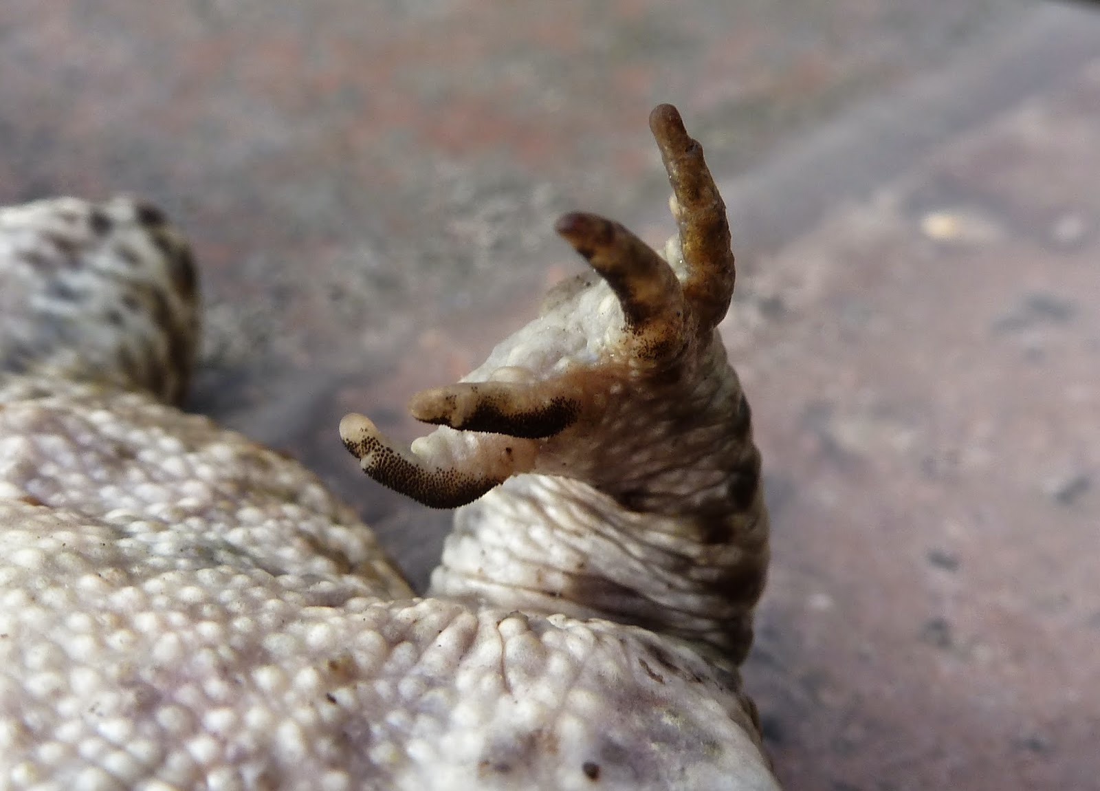 Calderdale Wildlife: Tubercles on front "hands" of male Common Toad