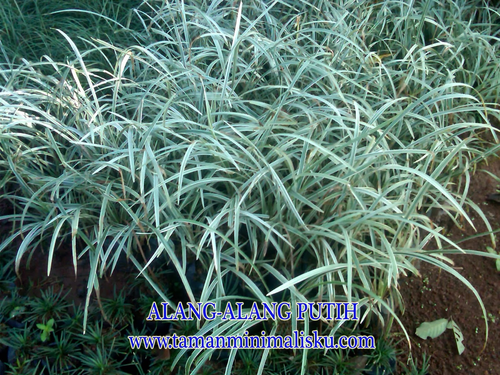 Jual pohon alang alang putih | tanaman hias | JUAL TANAMAN HIAS MURAH ...