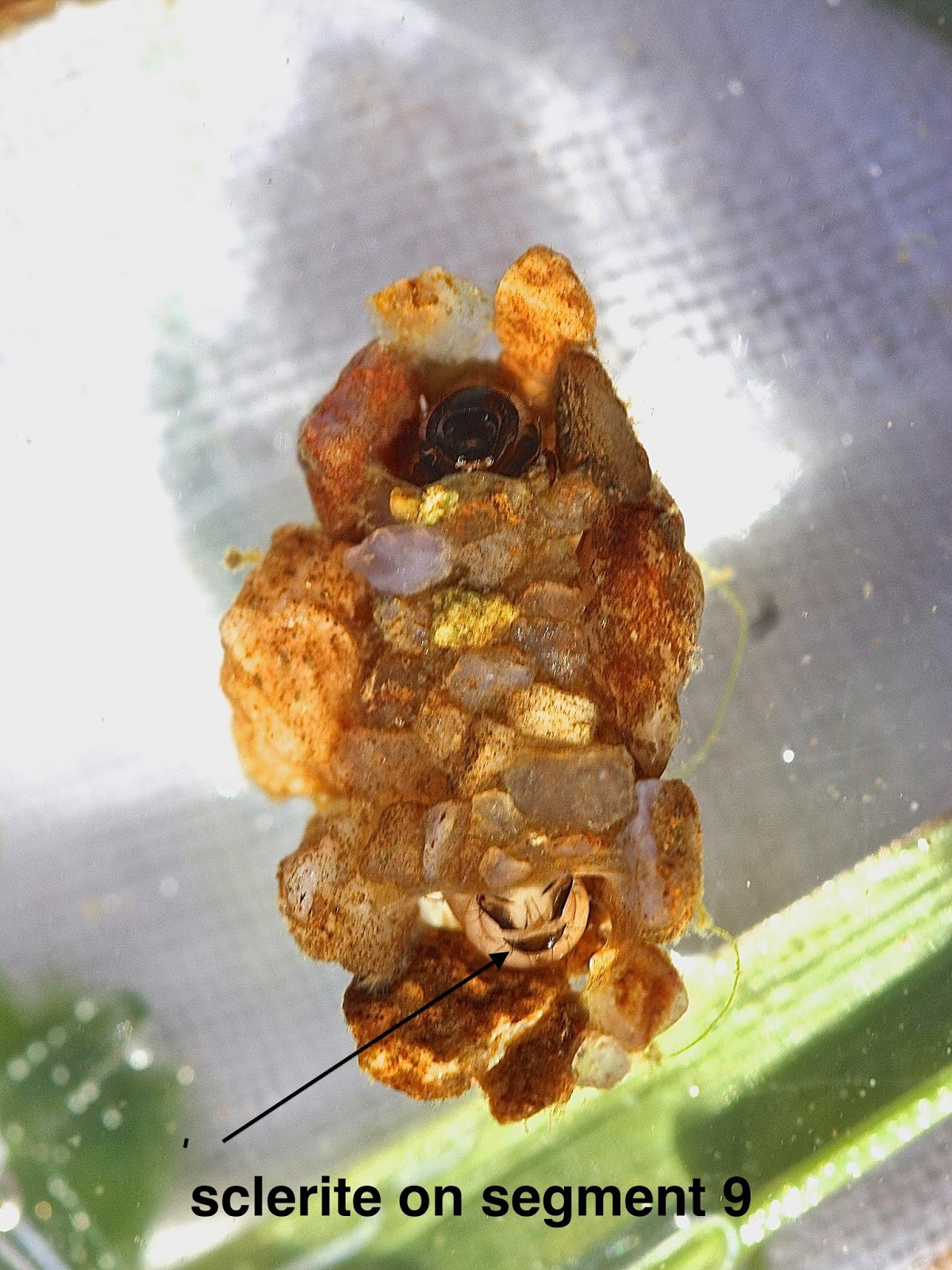 Aquatic Insects of Central Virginia: Case-makers we commonly see in the ...