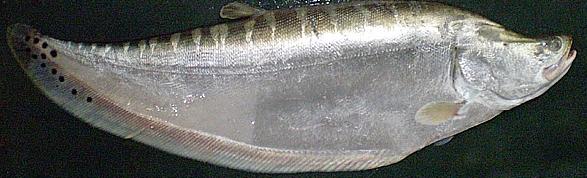 Bangladesh Development Studies: Freshwater Fish of Bangladesh