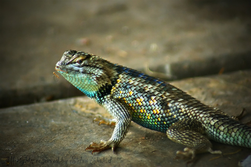 Sidra Shahid: Sceloporus magister; Reptile native to Sonoran Desert in ...