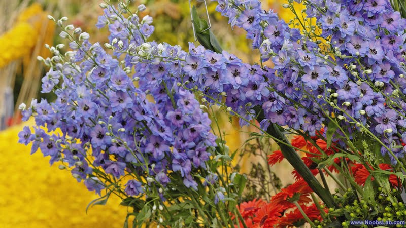 Best Webshots HD Wallpapers - NoobsLab | Eye on Digital World