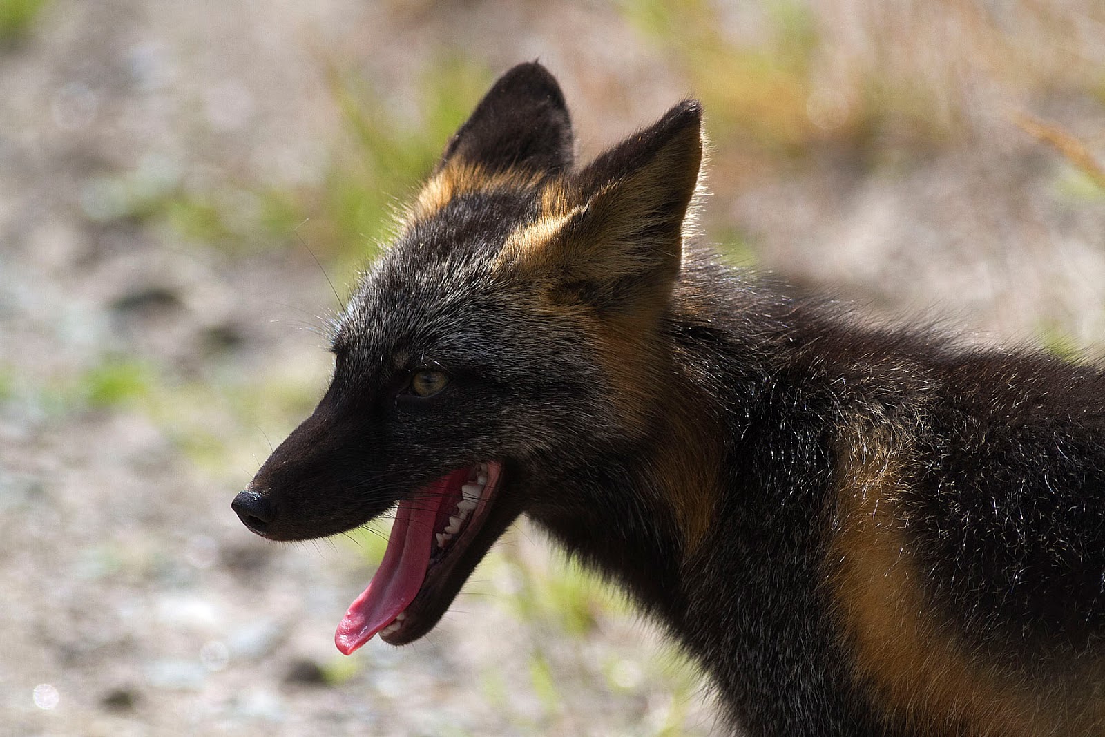 Ann Brokelman Photography: Cross Fox, Norris Point, Newfoundland Sept 2013