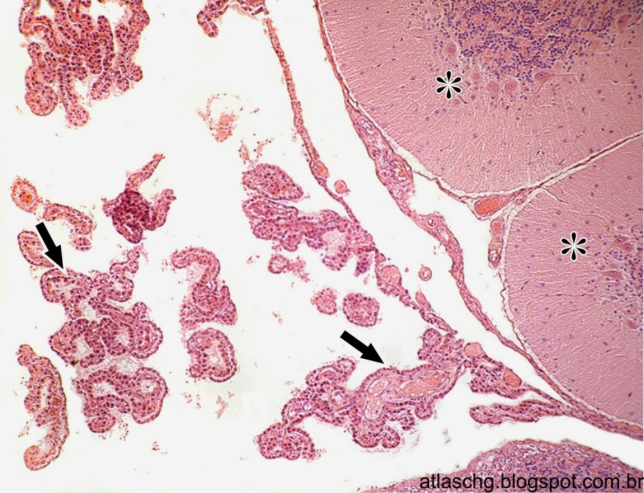 Atlas de Citologia e Histologia: Tecido nervoso