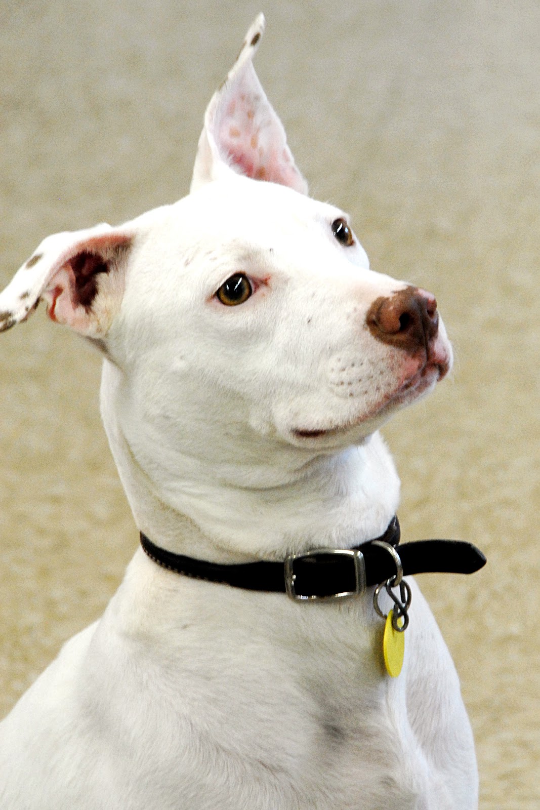 Deaf Animals: Baltimore, MD: Pit Bull Needs a Home or Rescue
