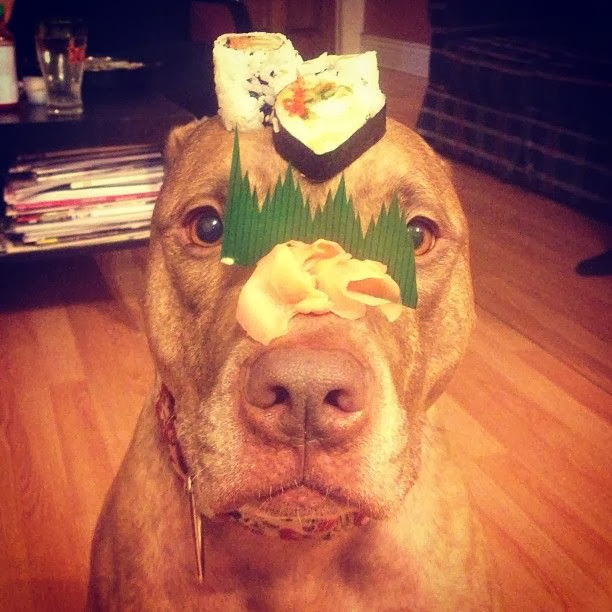 Scout the pit bull balances stuff on his head (30 pics) | Amazing Creatures
