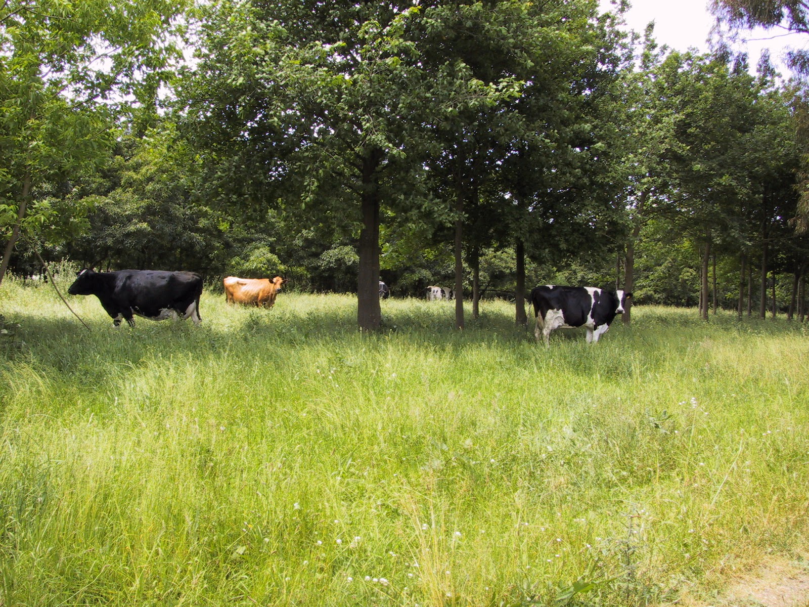 Hazeldean Forest Farm: Hazeldean Forest Farm