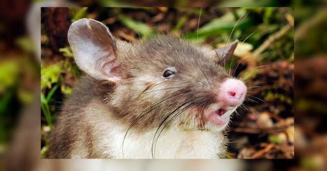Spesies Jenis Baru Tikus Moncong Babi Ditemukan di Indonesia ...