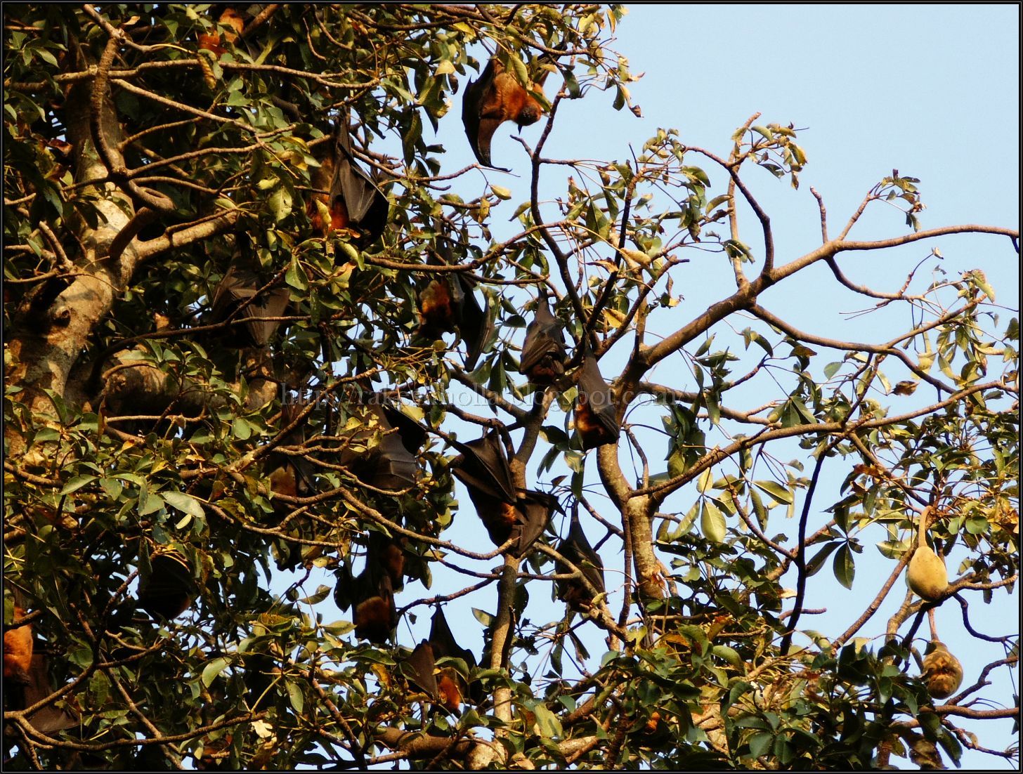 The Voice of Greenery - Trekking and Travelling in Western Ghats ...