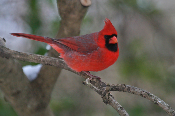 View from the Cape: What's happening at your feeders...