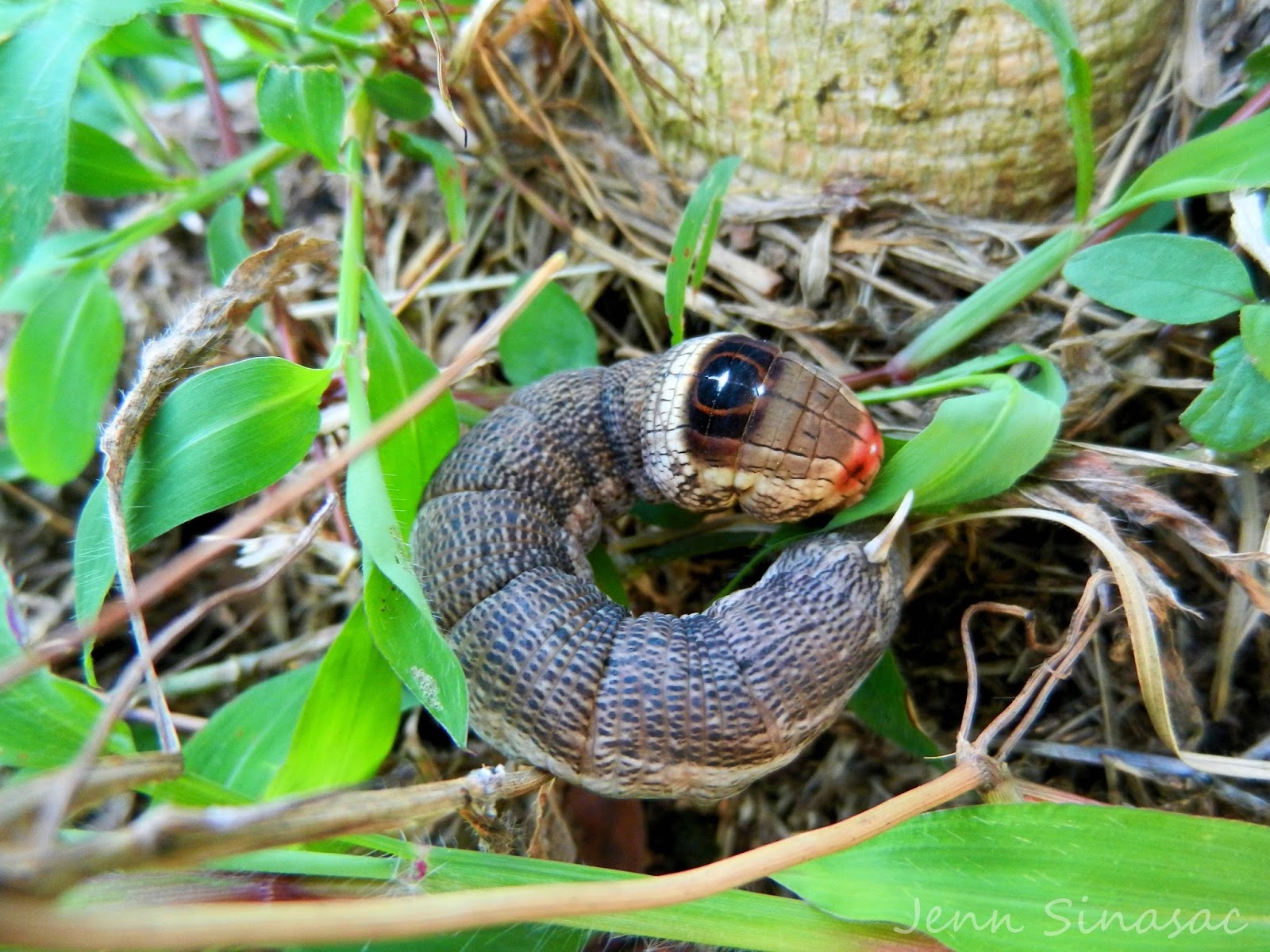 Experience Nature: Cool Caterpillars and their Defenses