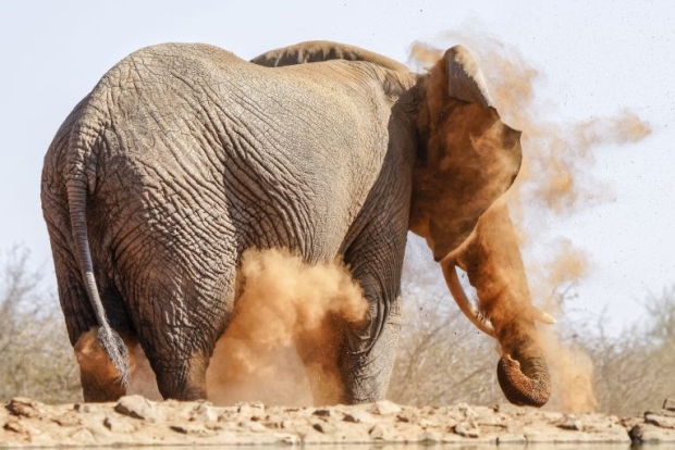 White Wolf : Clumsy elephant ends up with a face full of sand during ...