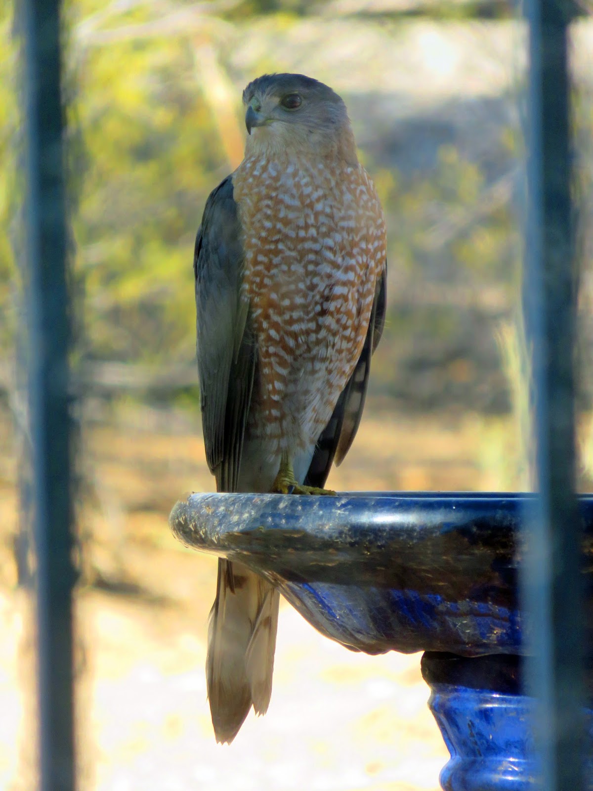 The Daily Rant: Watch Like A Hawk