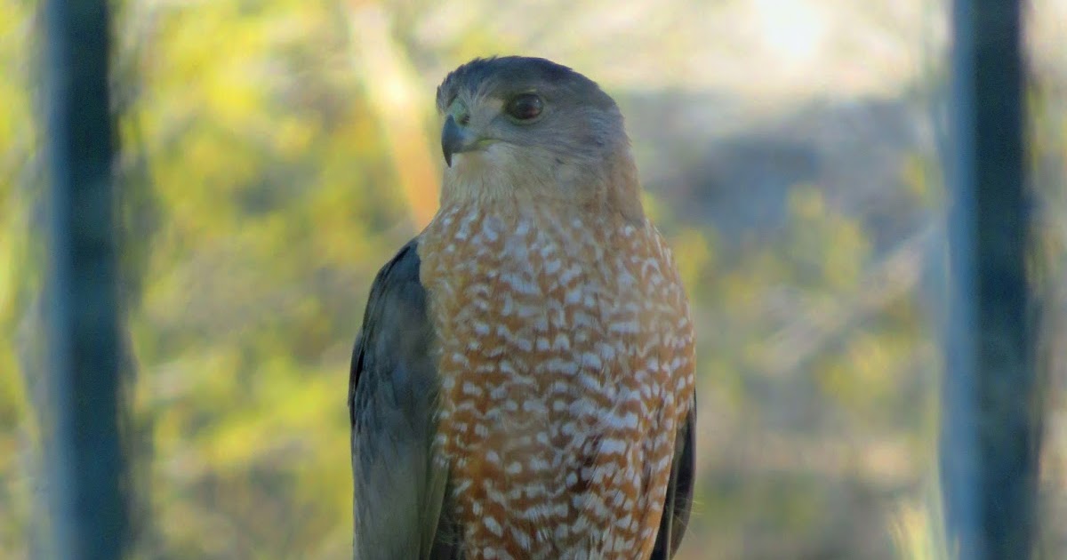 The Daily Rant: Watch Like A Hawk