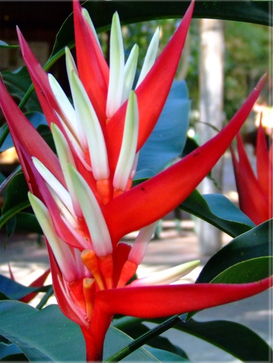 Jardim Tupiniquim: Heliconia Vermelha (Heliconia angusta)