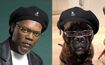 Ted Disbanded : "This dog looks exactly like Samuel L. Jackson"