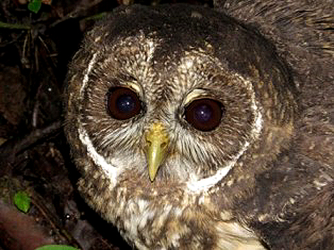 Bellas Aves de El Salvador: Ciccaba (Strix) virgata (búho café, moteado ...