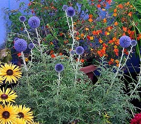 Deer Resistant Gardening: Sunny Deer resistant perennial borders