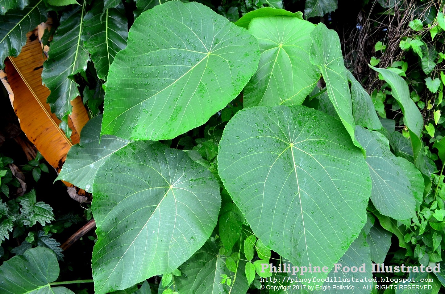 Philippine Food Illustrated: samak