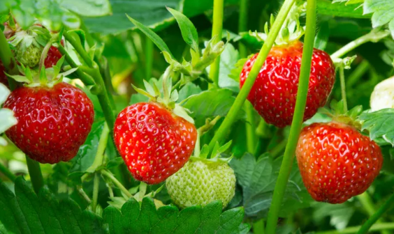 Cara Mudah Menanam Strawberry di Kebun yang Praktis Terbaru ...