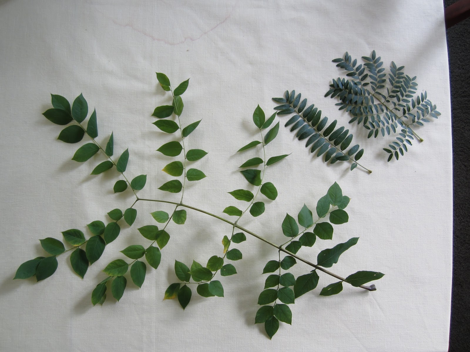PINE HOLLOW ARBORETUM: HONEYLOCUST, BLACK LOCUST AND KENTUCKY COFFEETREE