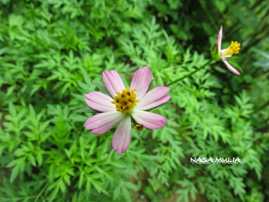 warna warni hidupku..............: Bunga Raja