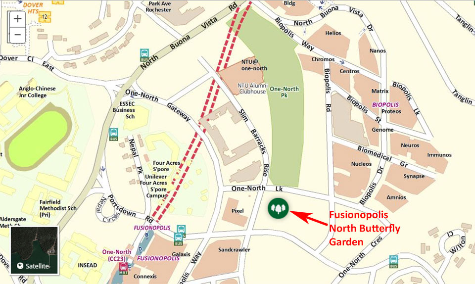 Butterflies of Singapore: Butterfly Photography at Our Local Parks ...