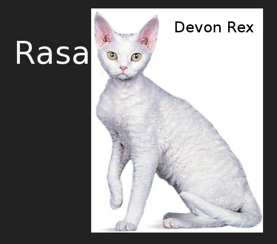 LUMEA PISICEASCĂ: RASE DE PISICI / CAT BREEDS