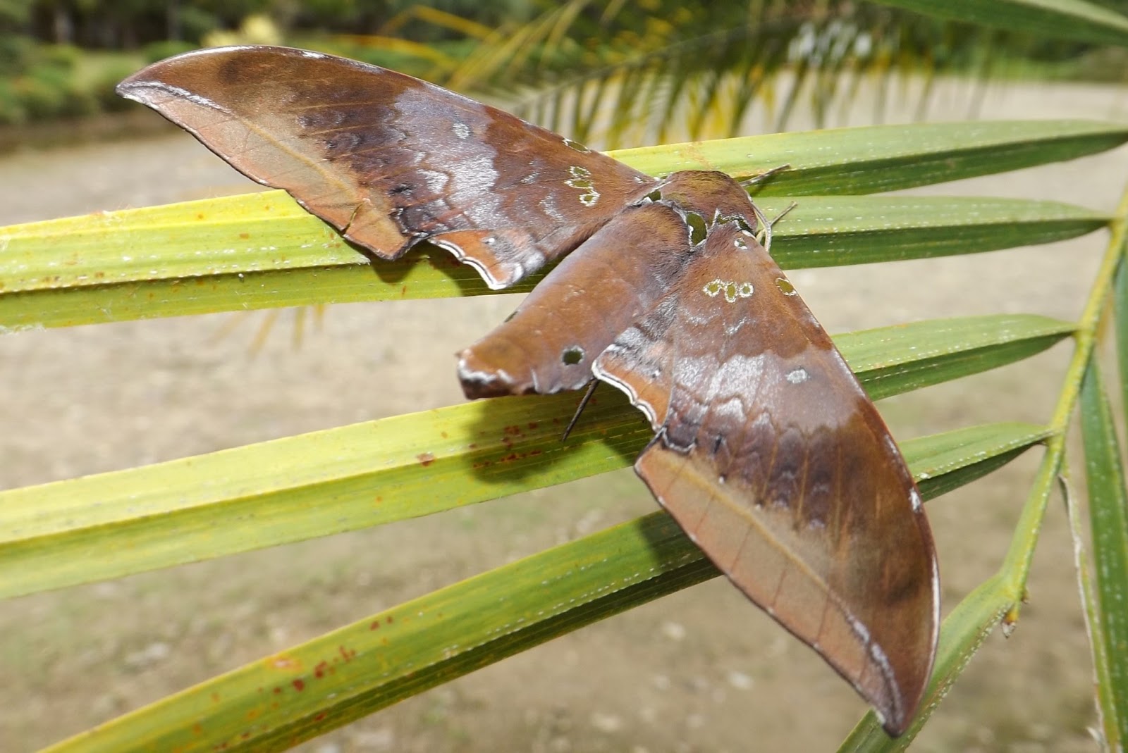 payjoo: Insect Of Borneo